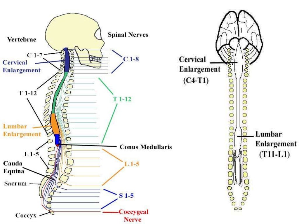 The gross anatomy of spinal cord