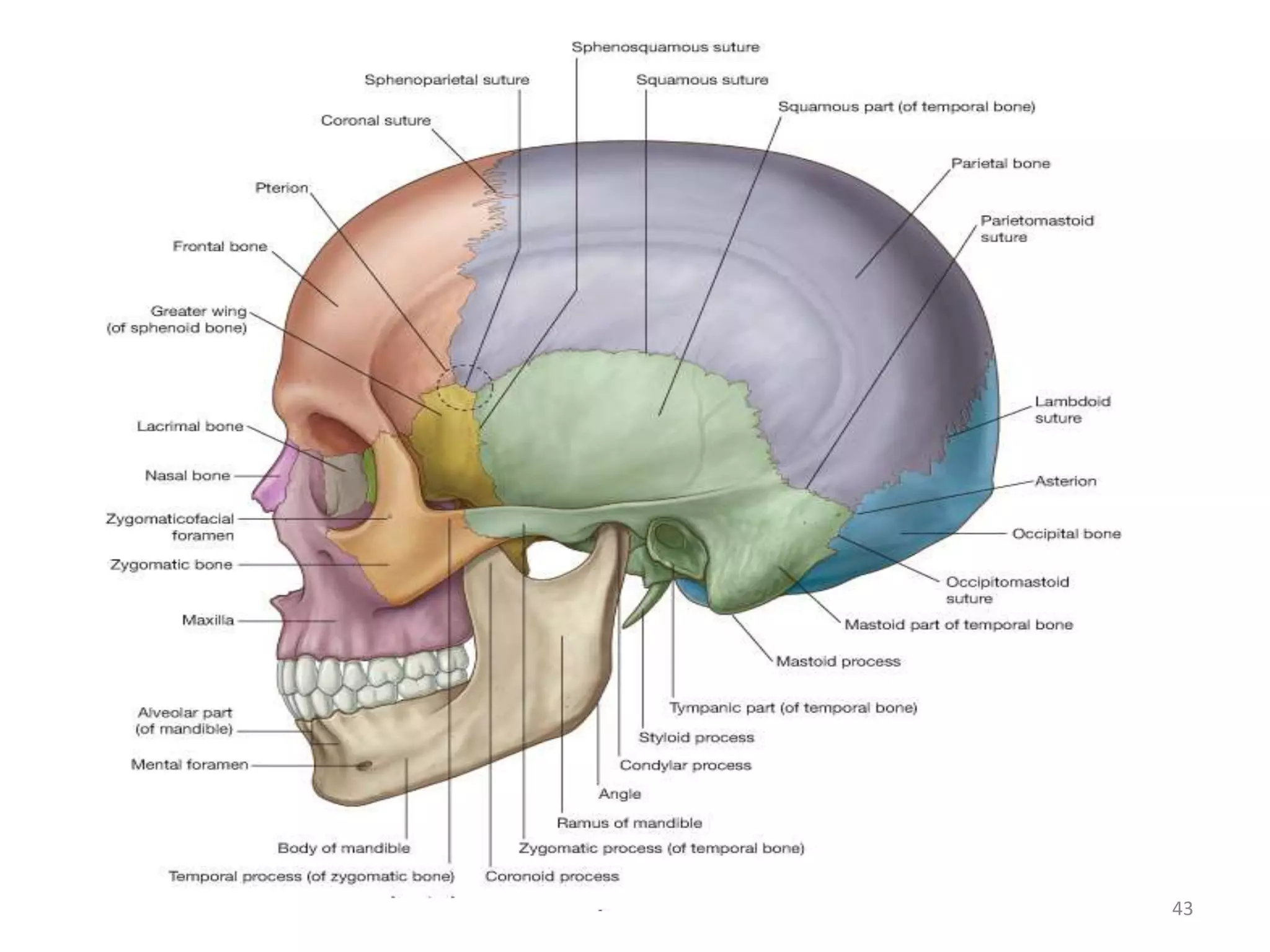 The gross anatomy of the head and neck lecture 3 | PPTX