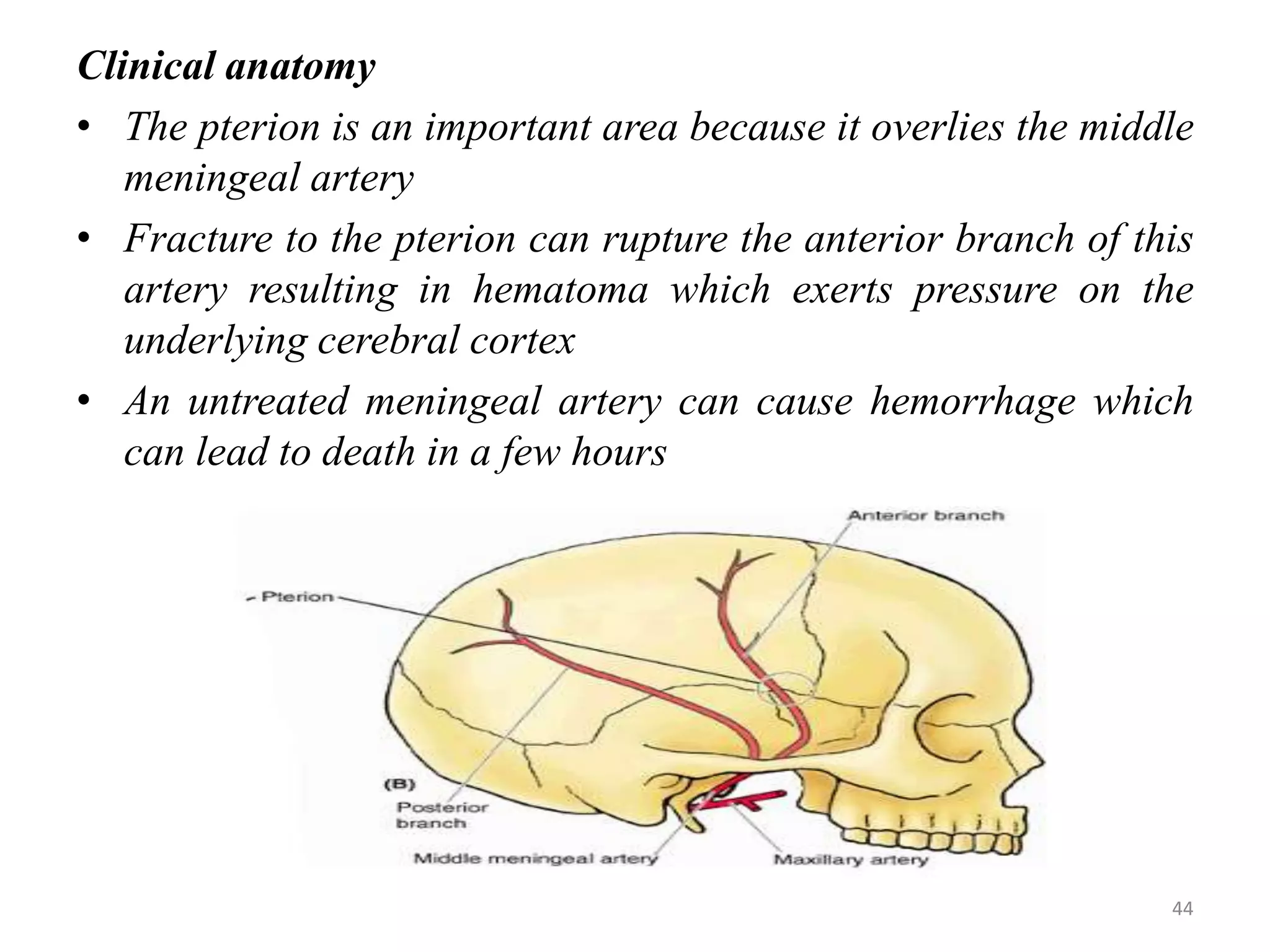 The gross anatomy of the head and neck lecture 3 | PPTX