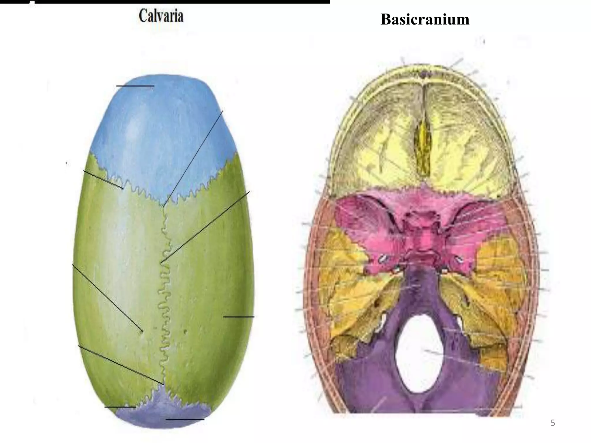 The gross anatomy of the head and neck lecture 3 | PPTX
