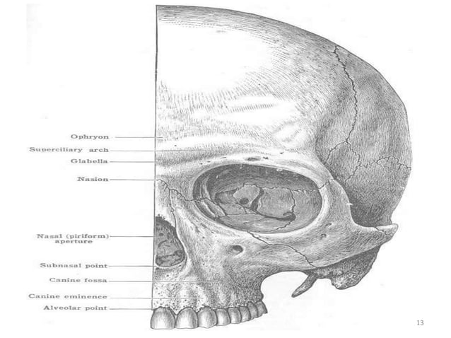 The gross anatomy of the head and neck lecture 3 | PPTX