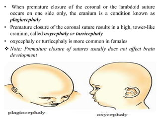 The gross anatomy of the head and neck lecture 3 | PPTX