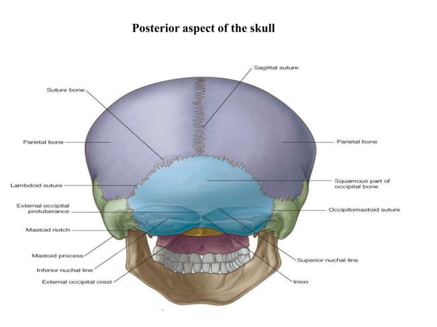 The gross anatomy of the head and neck lecture 3 | PPTX
