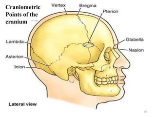The gross anatomy of the head and neck lecture 3 | PPTX