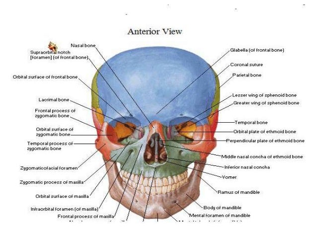 Gross Anatomy Of Head And Neck