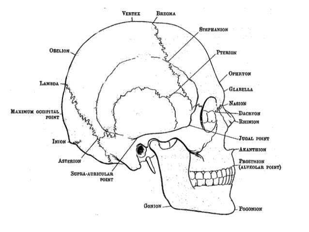 The gross anatomy of the head and neck lecture 3