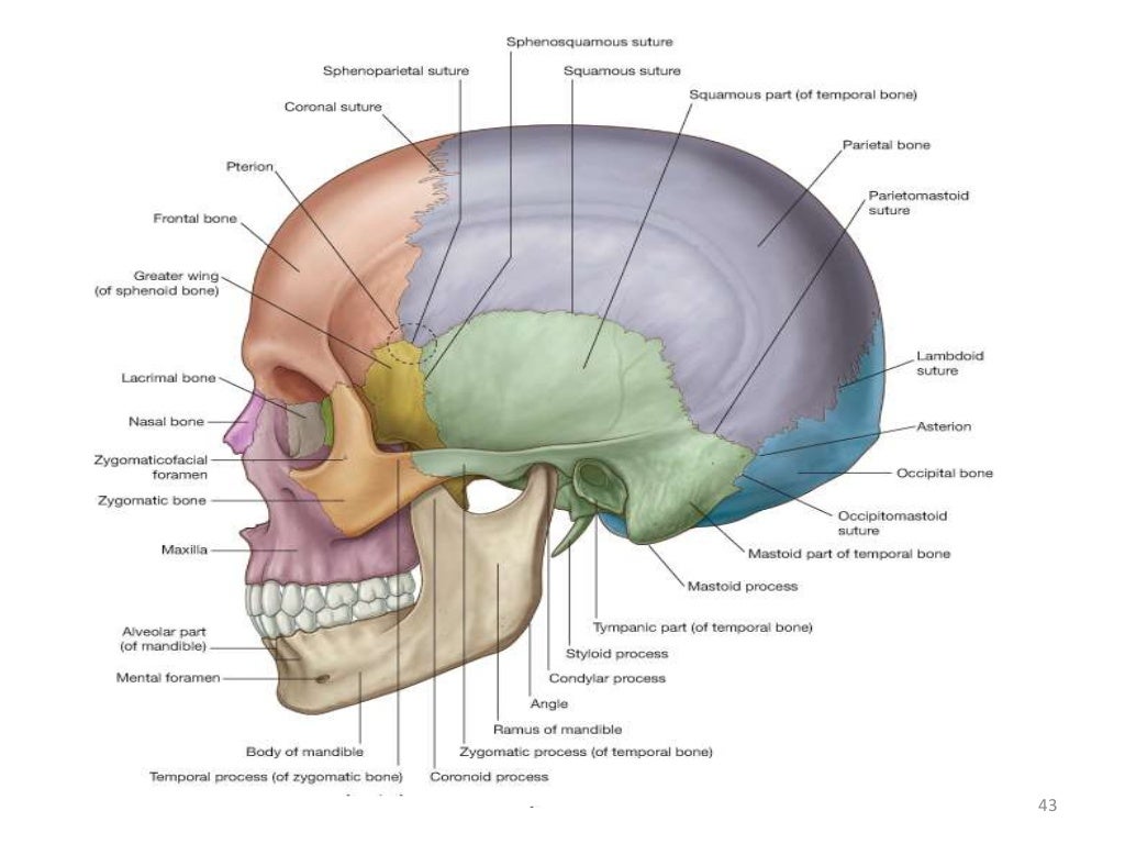 the-gross-anatomy-of-the-head-and-neck-lecture-3