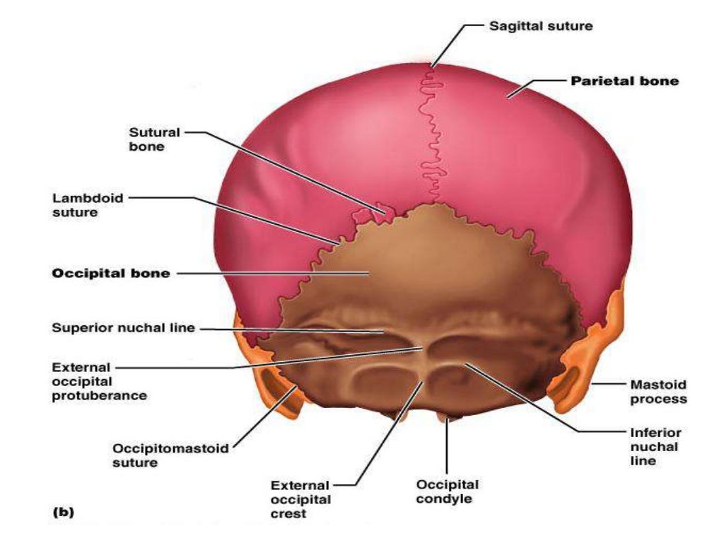 The Gross Anatomy Of The Head And Neck Lecture 3 the-gross-anatomy-of-the-head-and-neck-lecture-3
