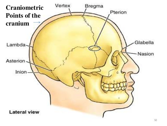 The gross anatomy of the head and neck lecture 3