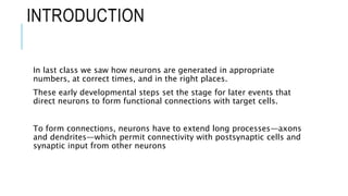 The growth and guidance of axons in body.pptx
