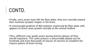 The growth and guidance of axons in body.pptx