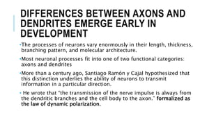 The growth and guidance of axons in body.pptx