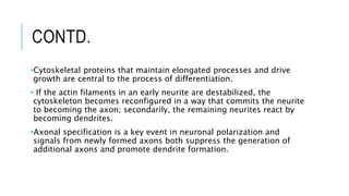The growth and guidance of axons in body.pptx