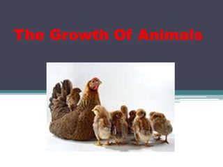 The growth of animals | PPTX