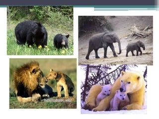 The growth of animals | PPTX