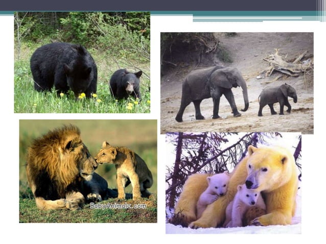 The growth of animals | PPTX