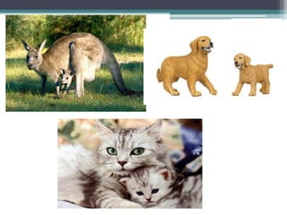 The growth of animals | PPTX