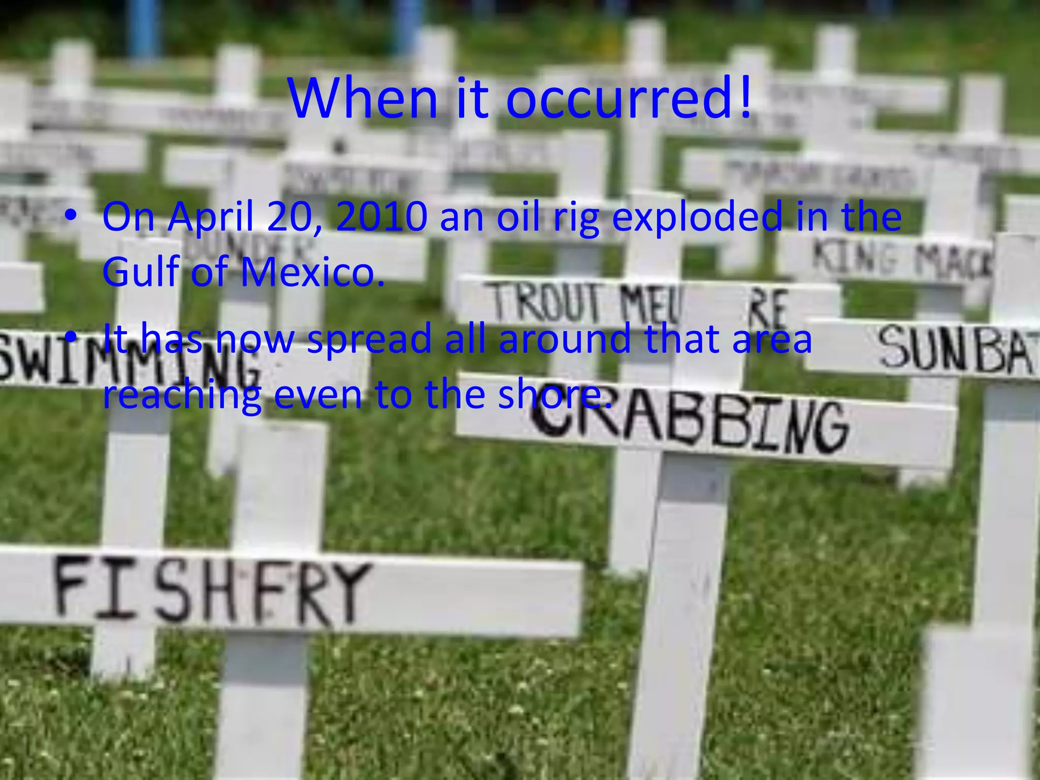 The gulf oil spill and animals | PPT