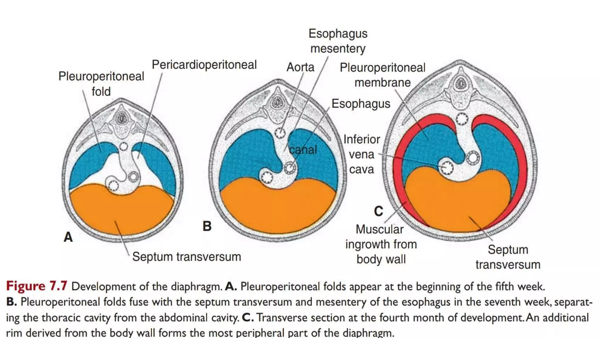 The Gut tube and body cavities.pptx