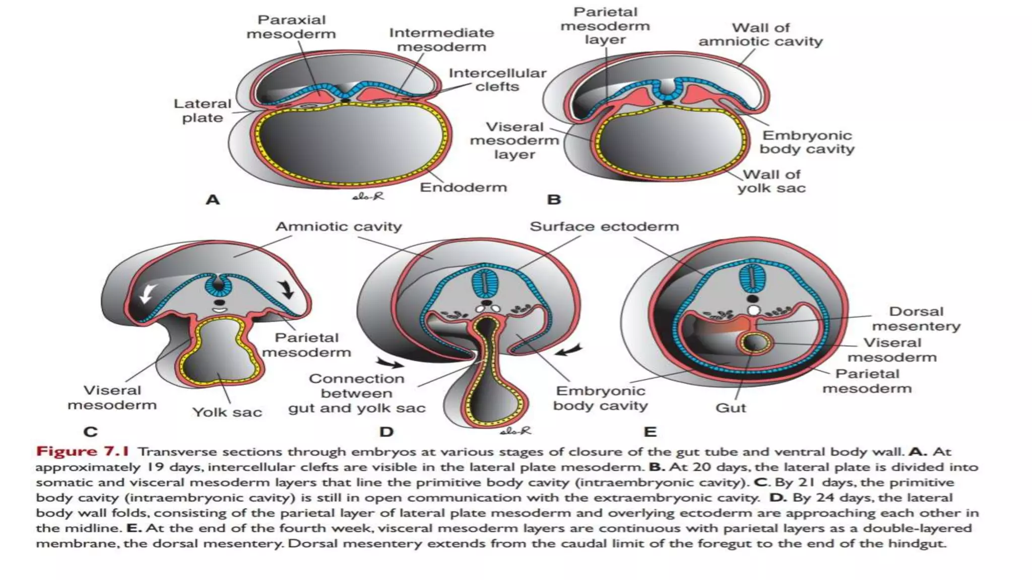 The Gut tube and body cavities.pptx