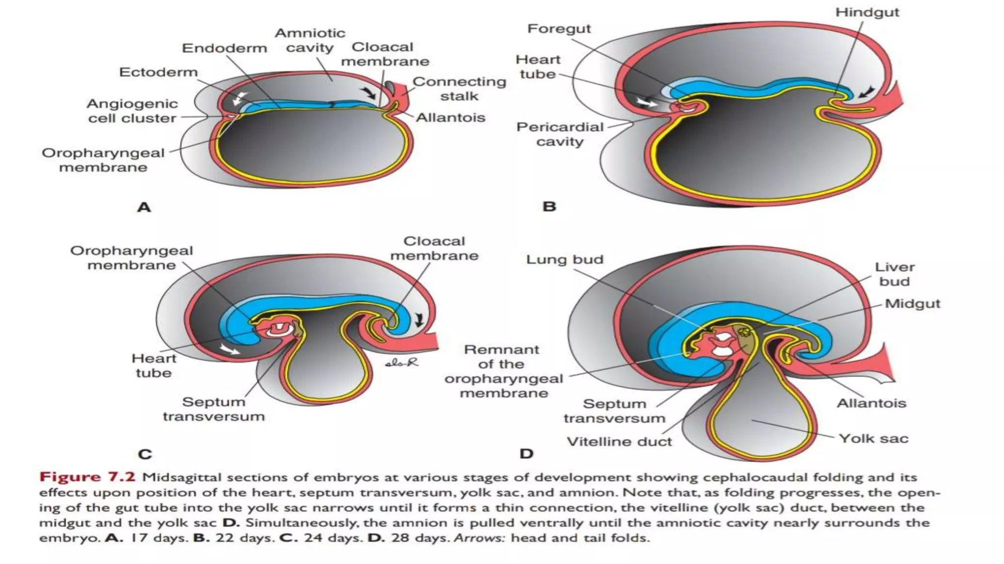 The Gut tube and body cavities.pptx