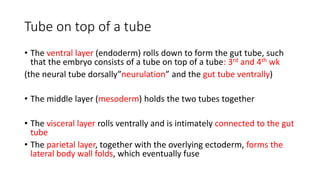 The Gut tube and body cavities.pptx
