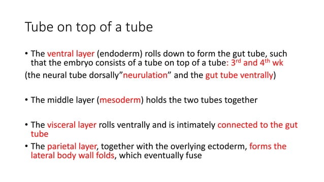 The Gut tube and body cavities.pptx | Lung and Respiratory Health ...