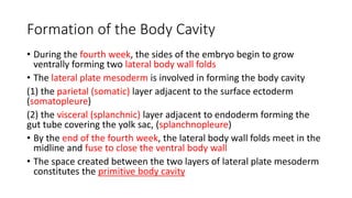 The Gut tube and body cavities.pptx