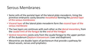 The Gut tube and body cavities.pptx