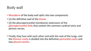 The Gut tube and body cavities.pptx