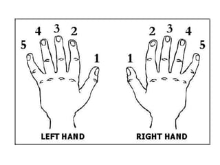 The hand | PPT