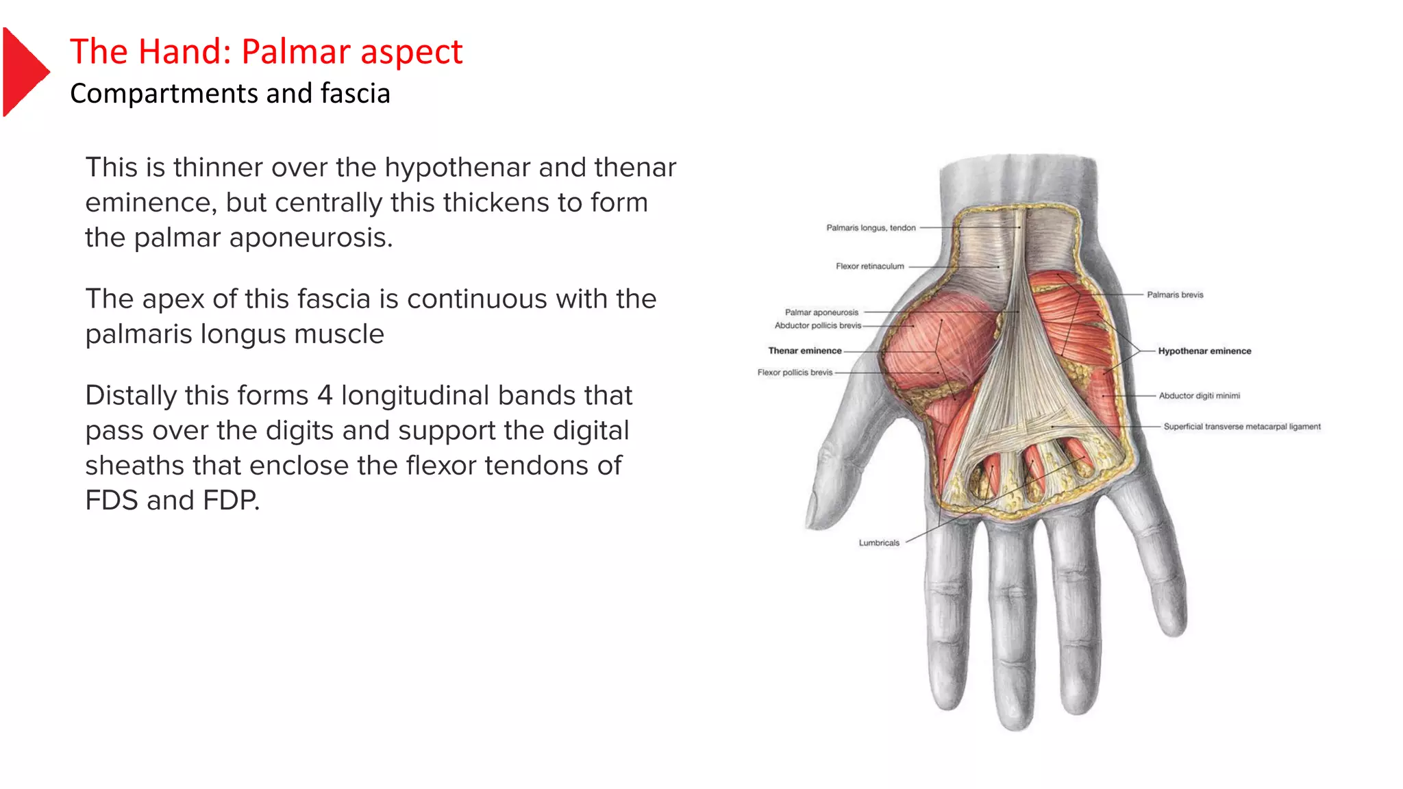anatomy of the hand muscles | PDF