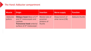 anatomy of the hand muscles | PDF