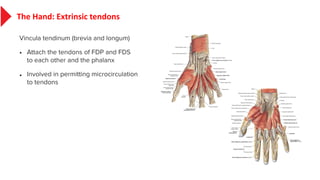 anatomy of the hand muscles | PDF