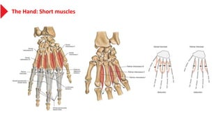 anatomy of the hand muscles | PDF | Death, Injury, or Military Conflict ...