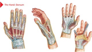 anatomy of the hand muscles | PDF