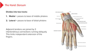 anatomy of the hand muscles | PDF