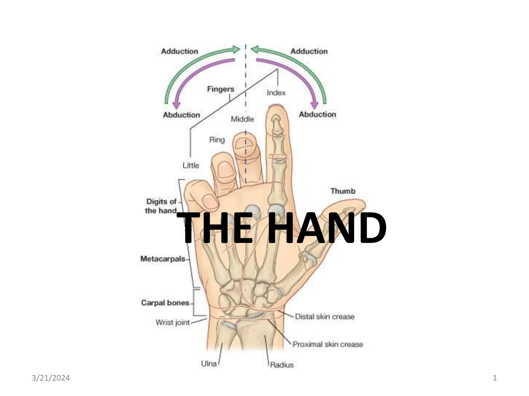 THE GROSS ANATOMY OF THE HAND PPPPTT.pptx