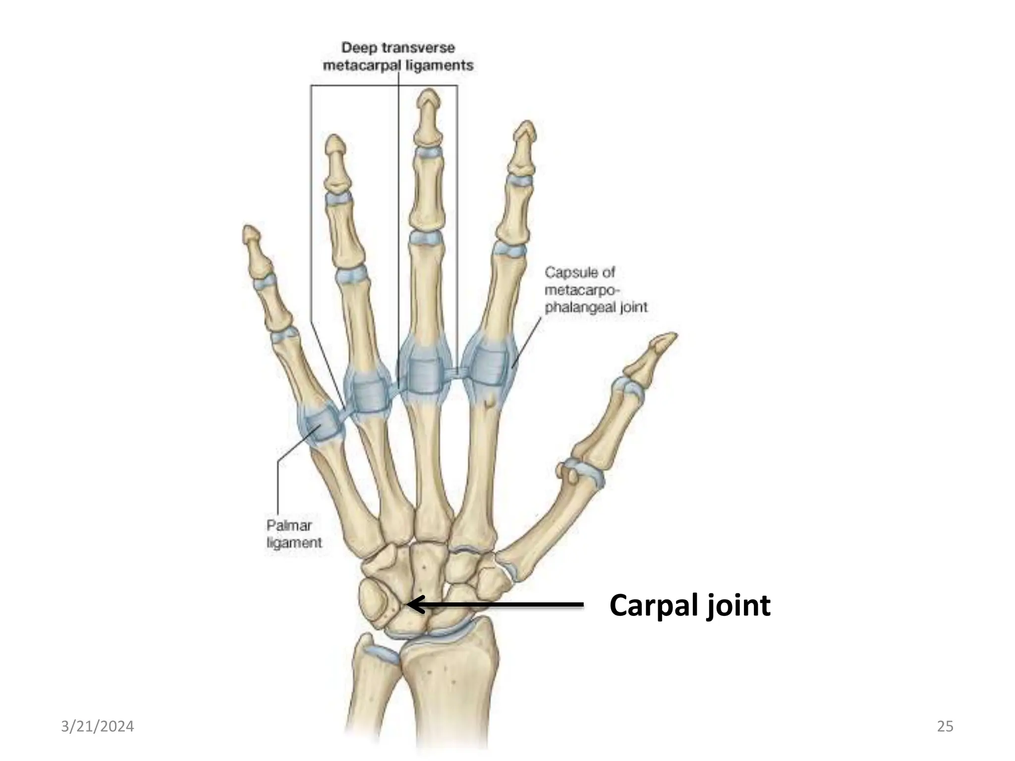 THE GROSS ANATOMY OF THE HAND PPPPTT.pptx