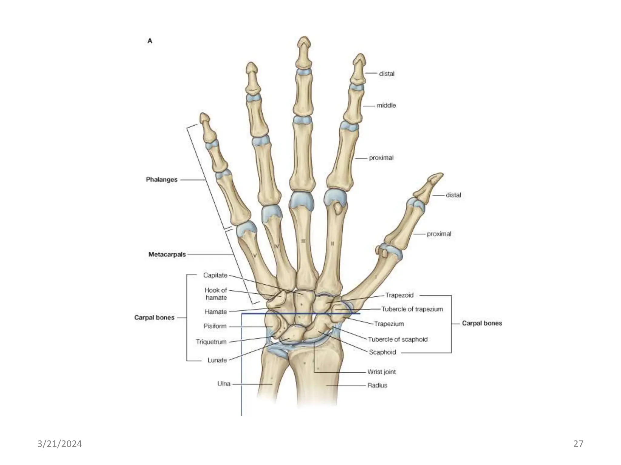 THE GROSS ANATOMY OF THE HAND PPPPTT.pptx