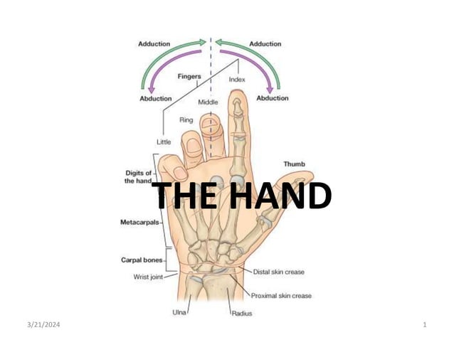THE GROSS ANATOMY OF THE HAND PPPPTT.pptx