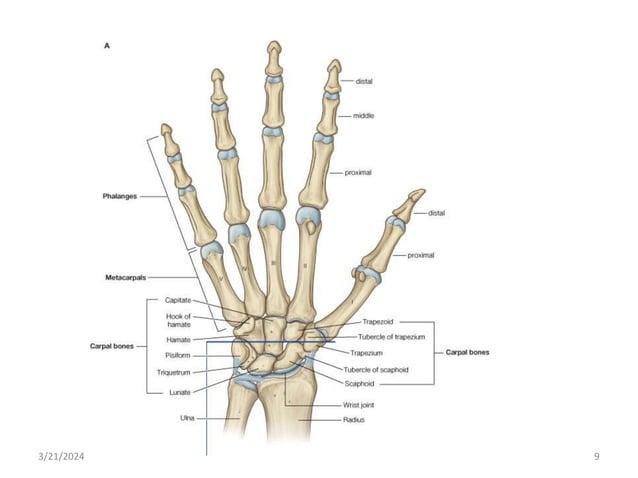 THE GROSS ANATOMY OF THE HAND PPPPTT.pptx