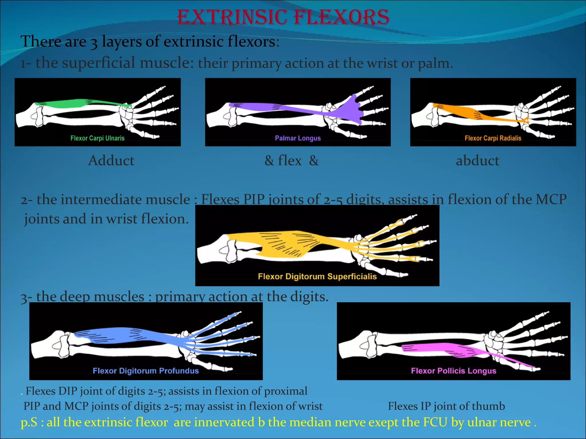 The Hand Anatomy Part 1 | PPT