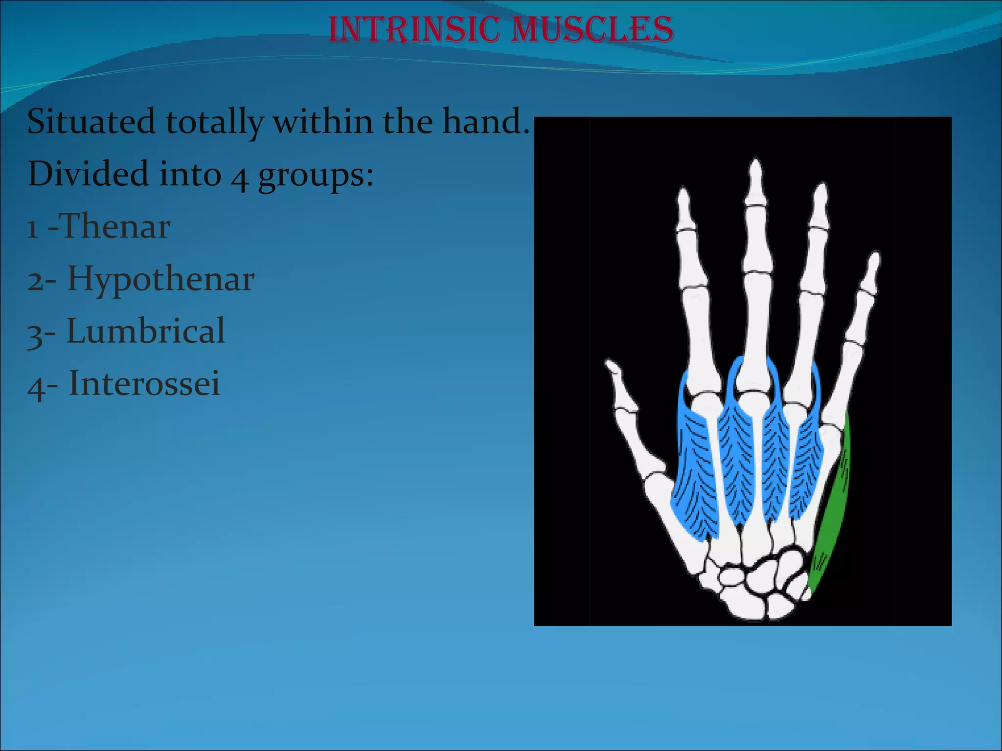 The Hand Anatomy Part 1 | PPT
