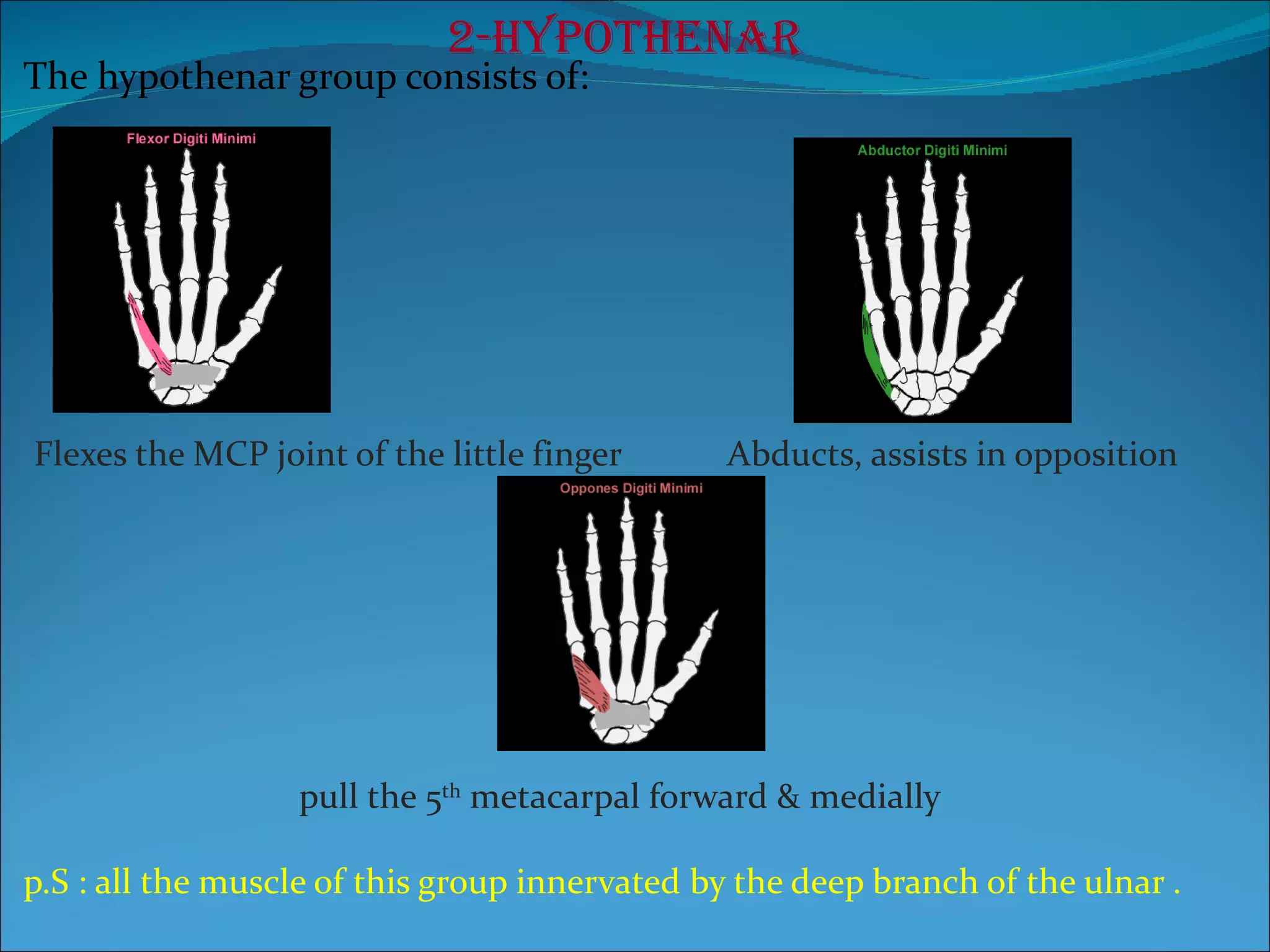 The Hand Anatomy Part 1 | PPT
