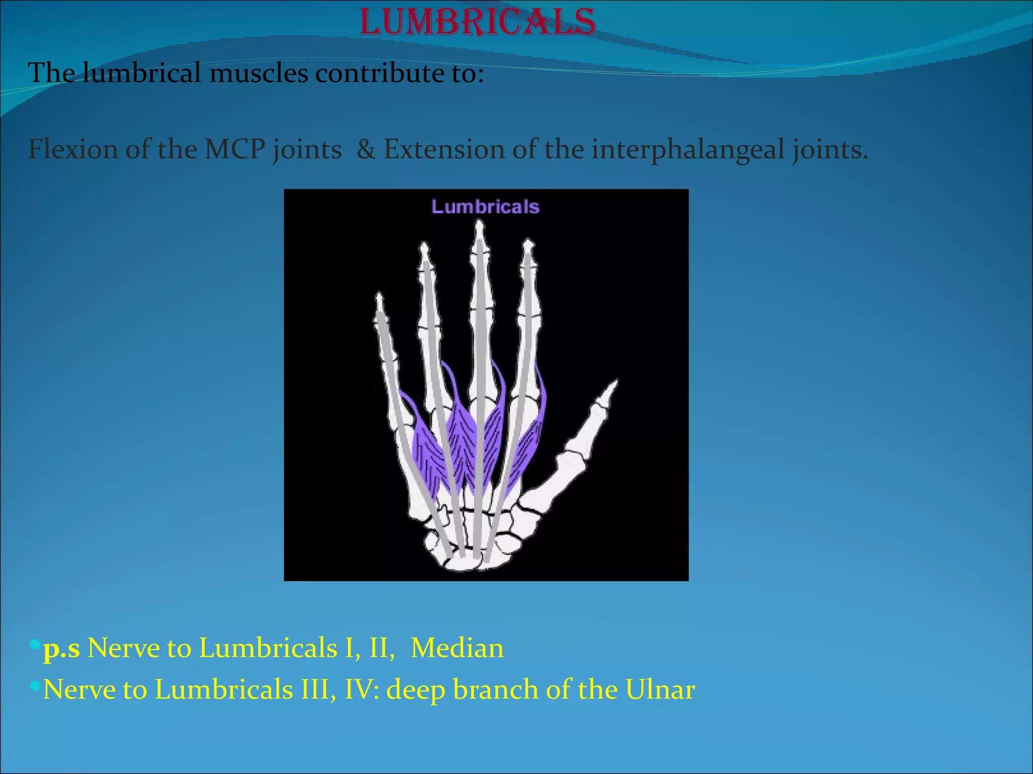 The Hand Anatomy Part 1 | PPT