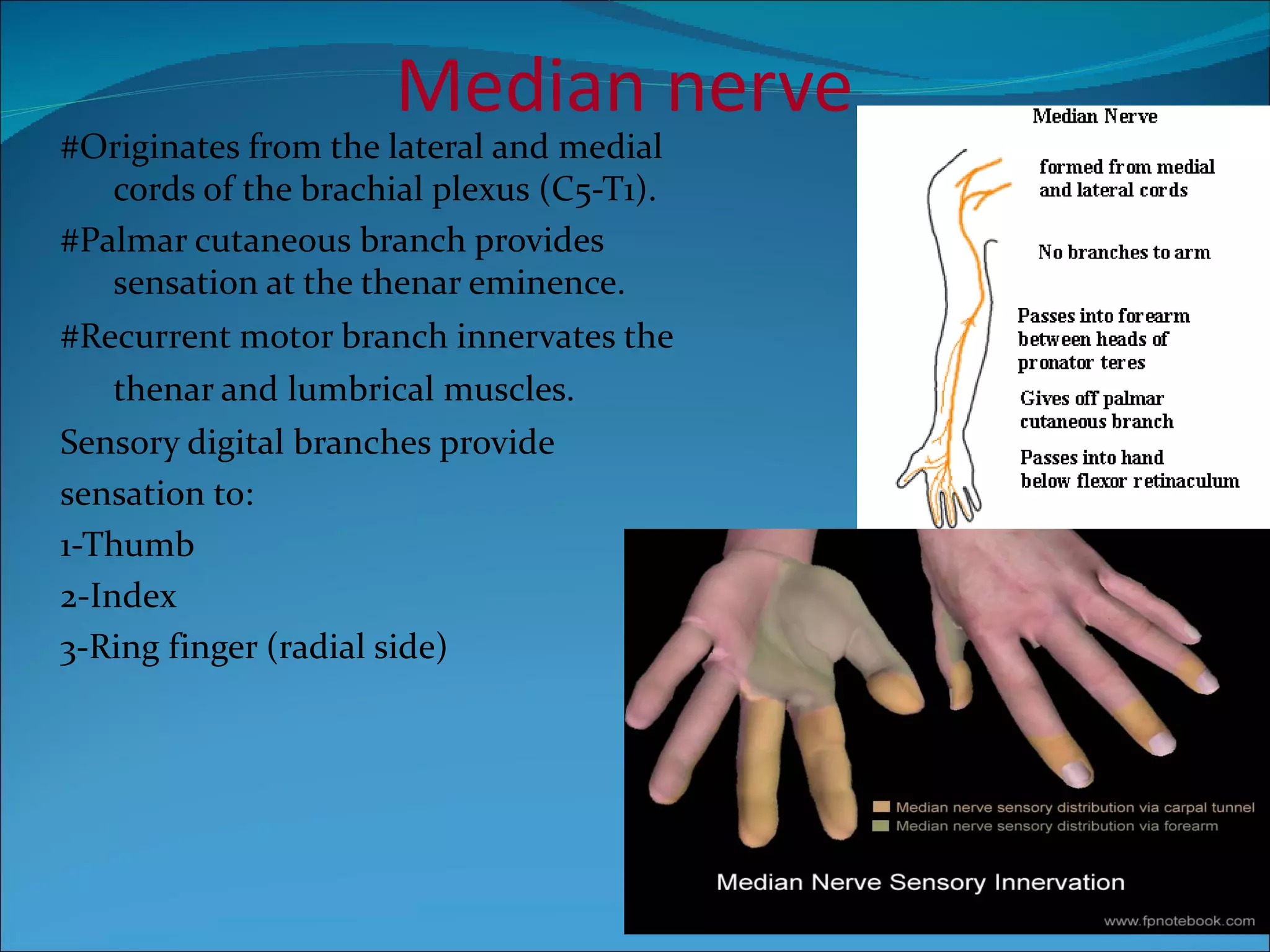 The Hand Anatomy Part 1 | PPT