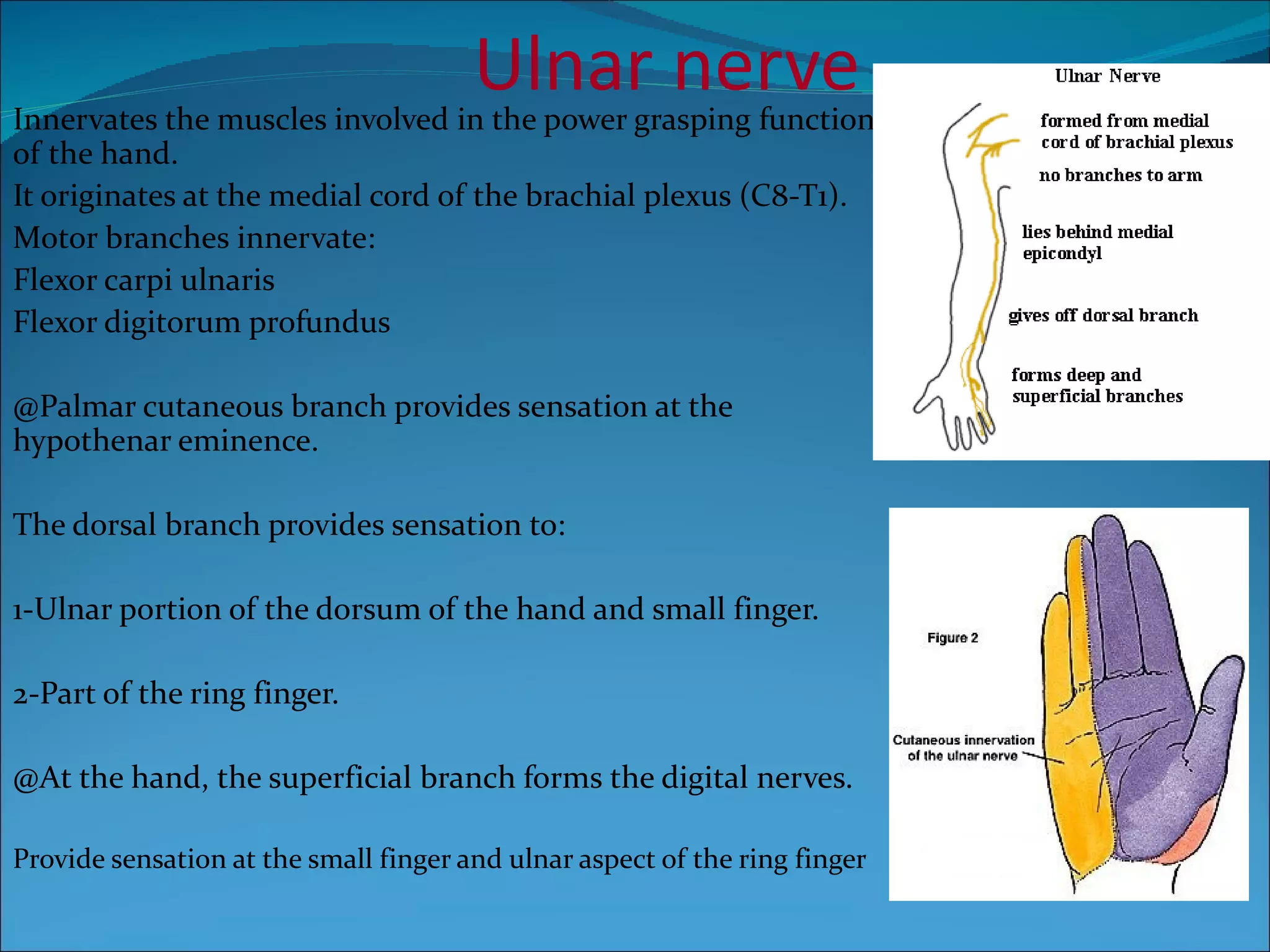 The Hand Anatomy Part 1 | PPT