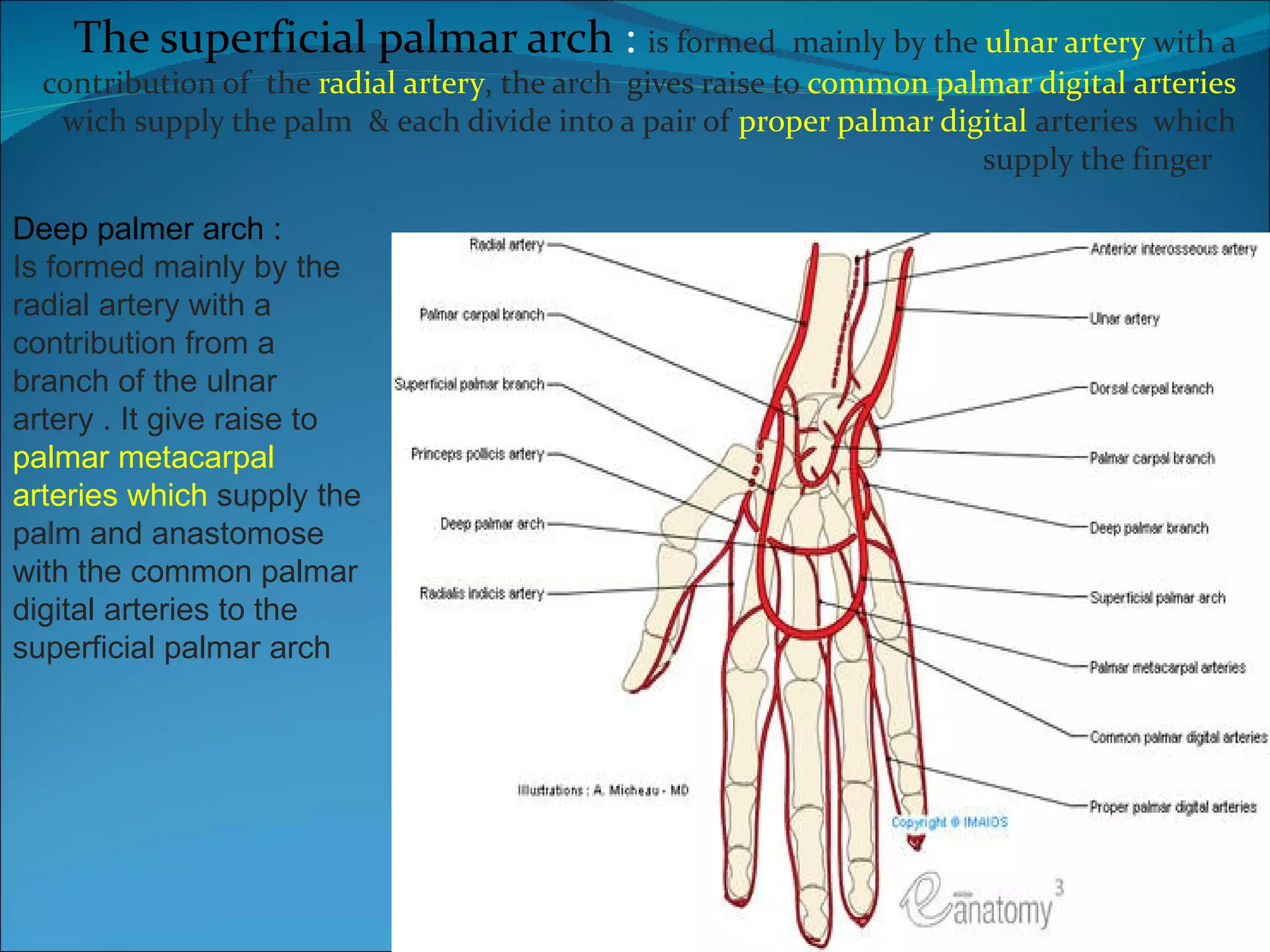 The Hand Anatomy Part 1 | PPT