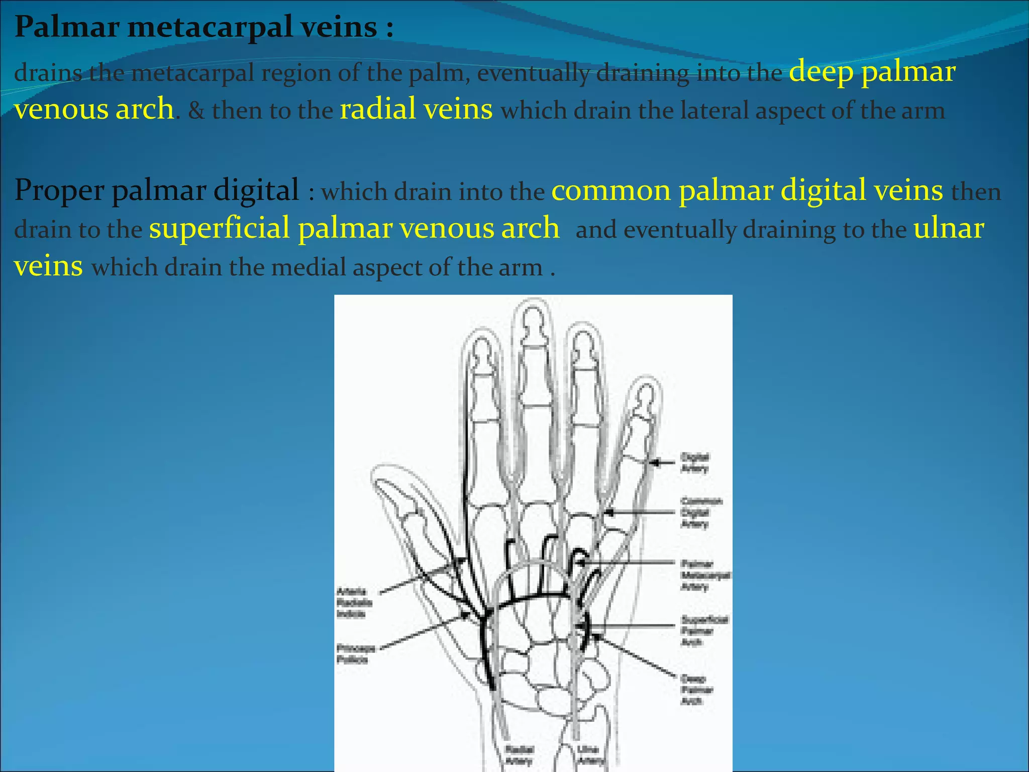 The Hand Anatomy Part 1 | PPT